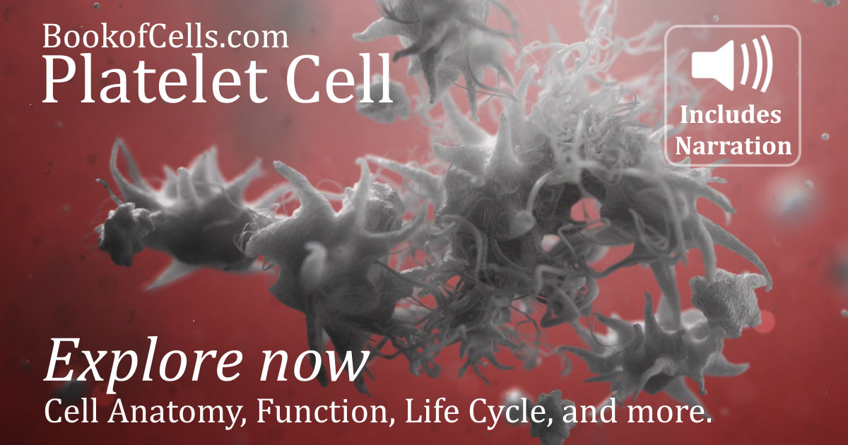Platelet Cell