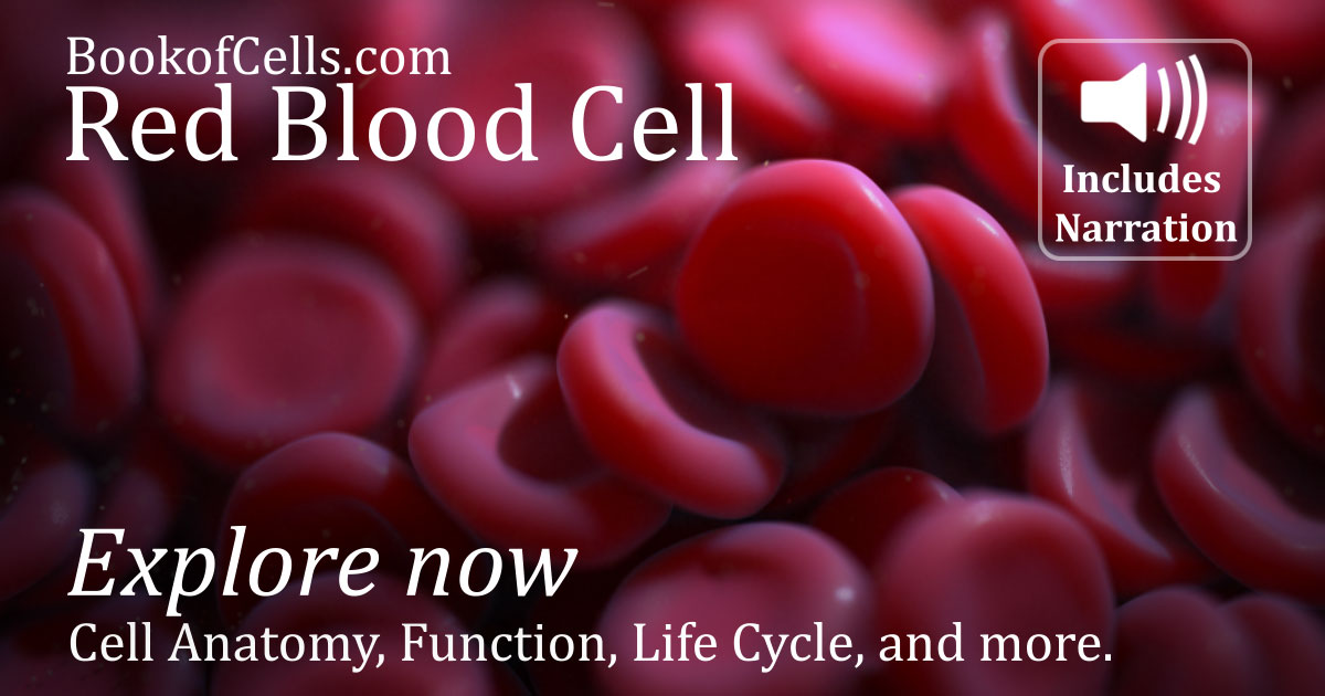 Red Blood Cell